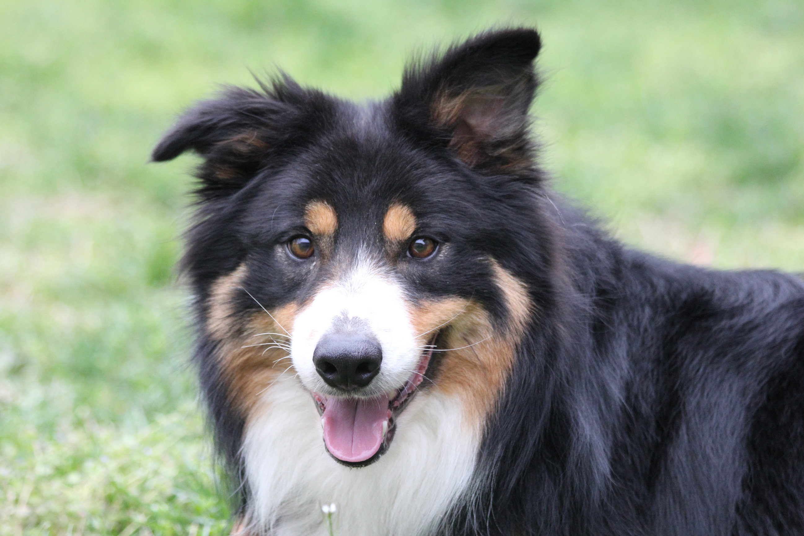 Humane Geese Removal Working With Border Collies | Goose Masters