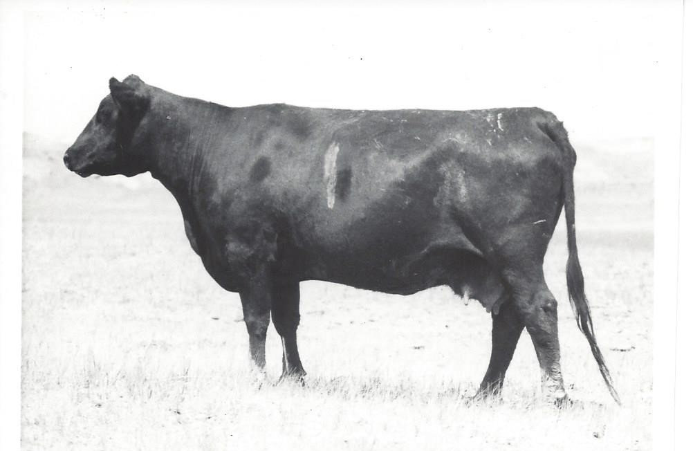 Bull Breeding My Daughter