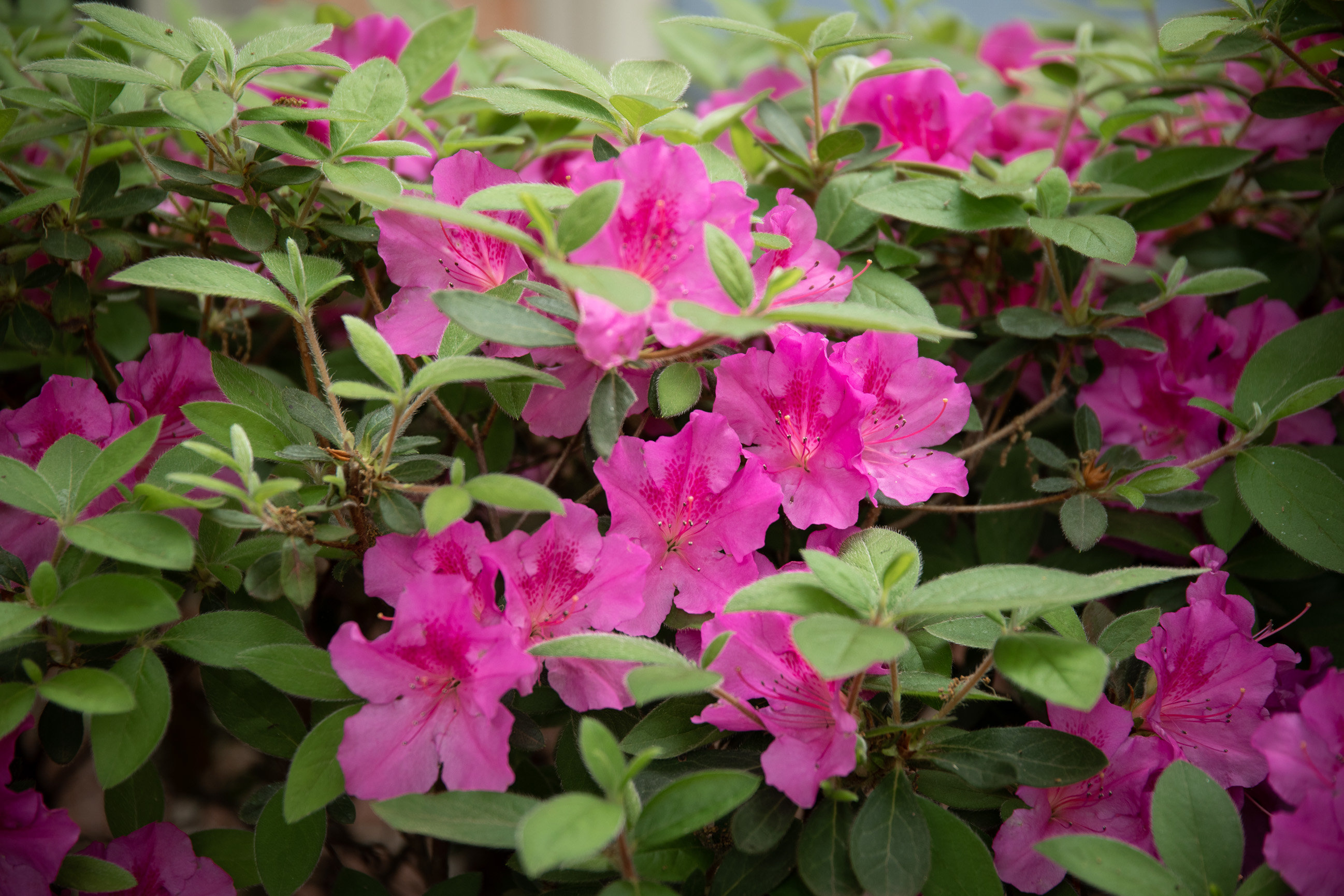 Encore Azaleas