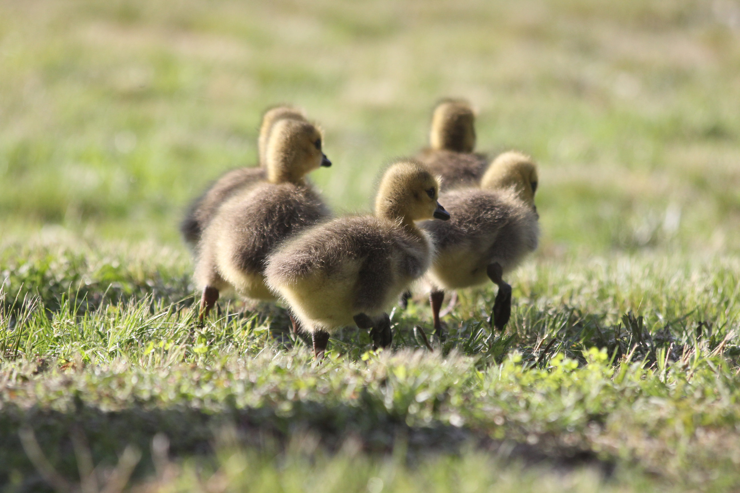 Geese Removal Service | Goose Masters | Get Rid of Geese