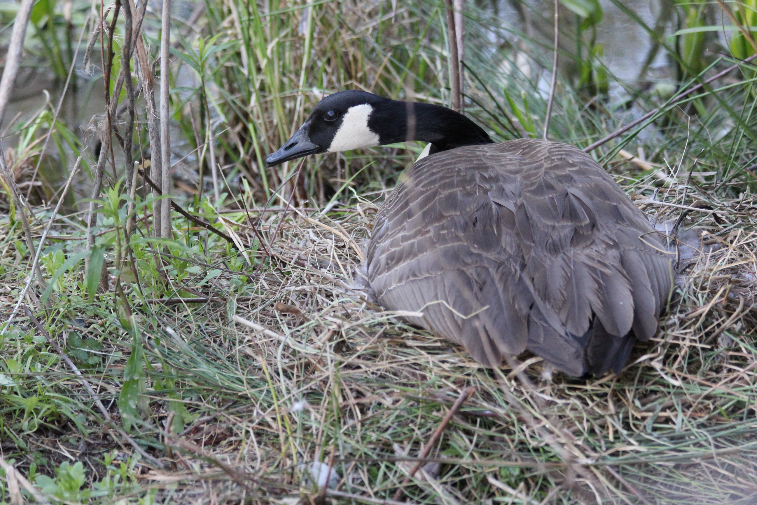 Geese Removal Service | Goose Masters | Get Rid of Geese