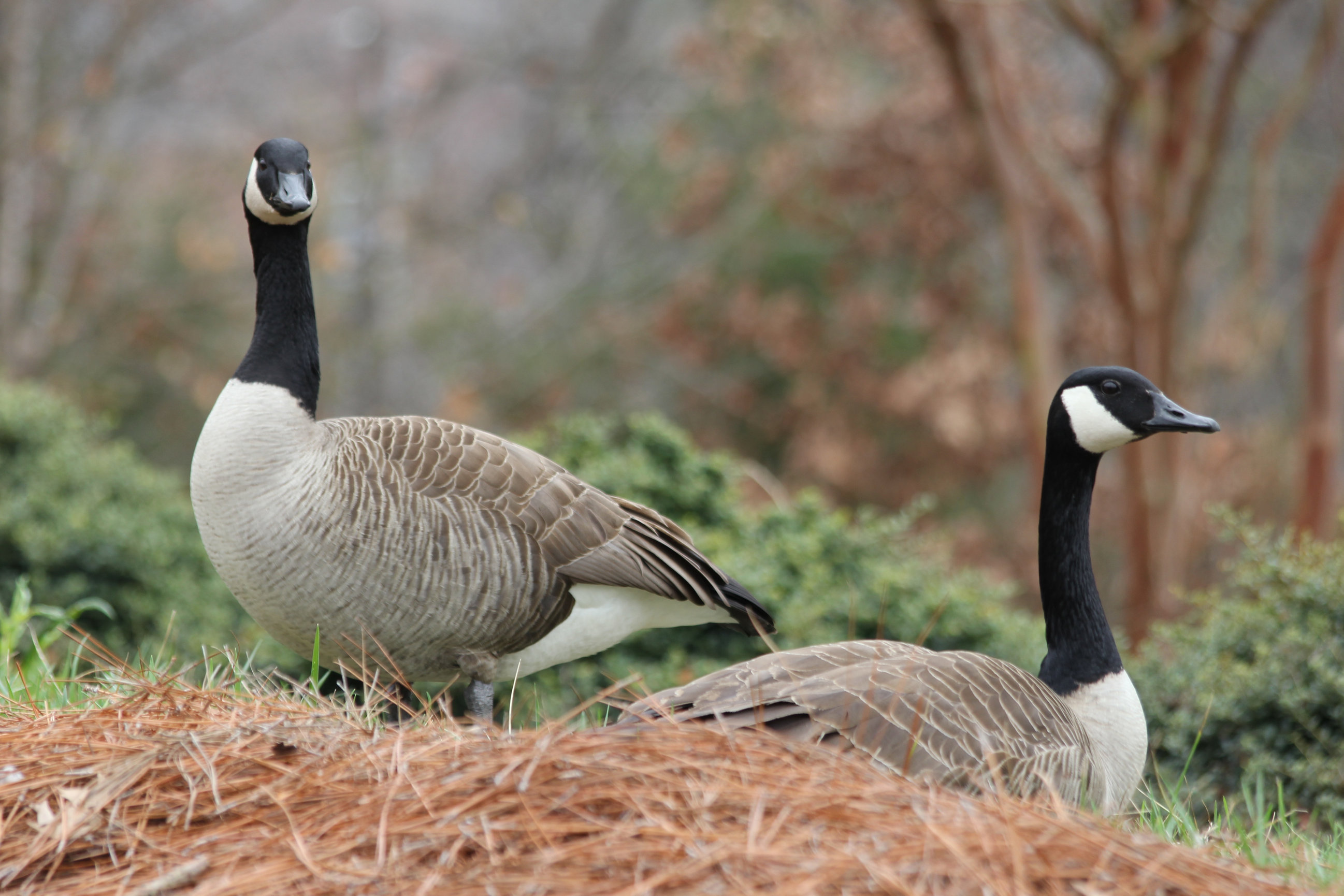 Geese Removal Service | Goose Masters | Get Rid of Geese