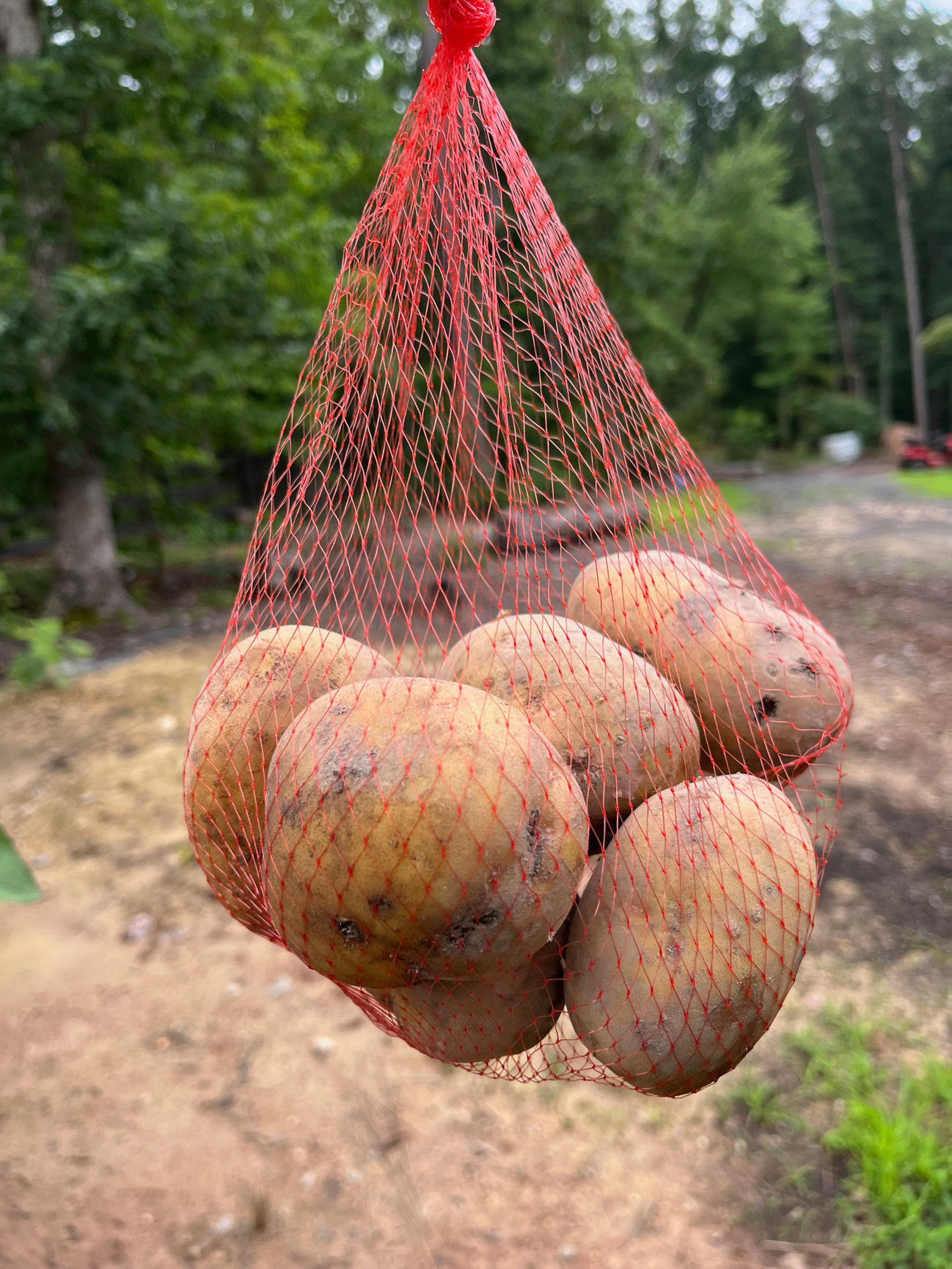 Potatoes - Stone Path Farm