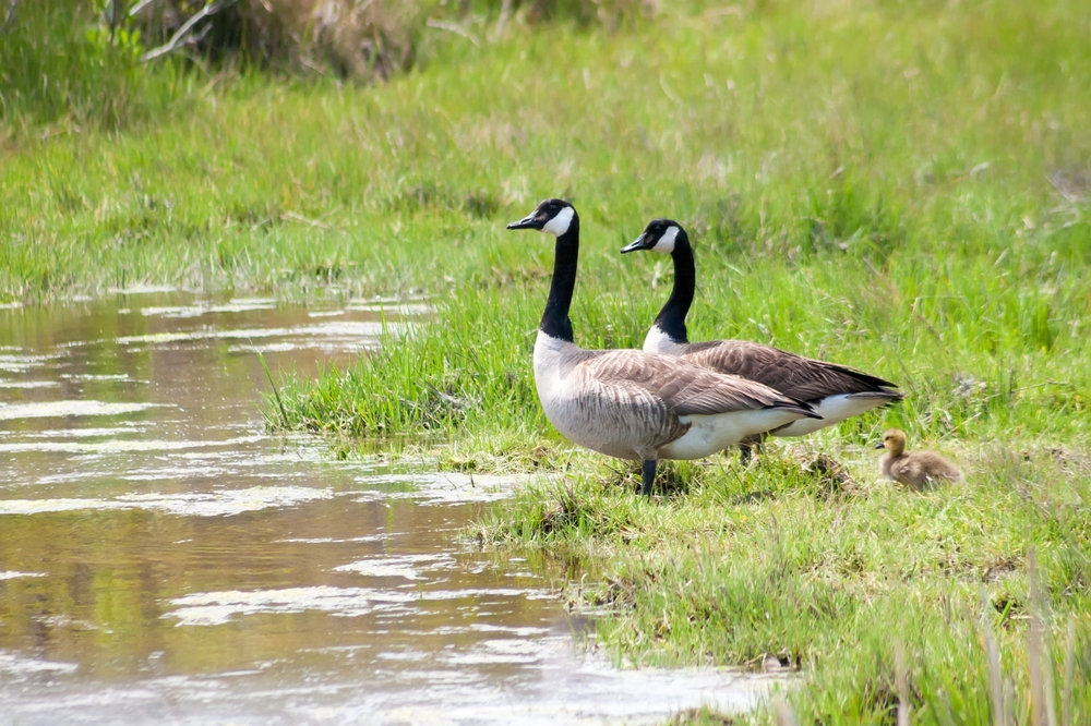 Geese-Proofing Your Business Premises | Goose Masters